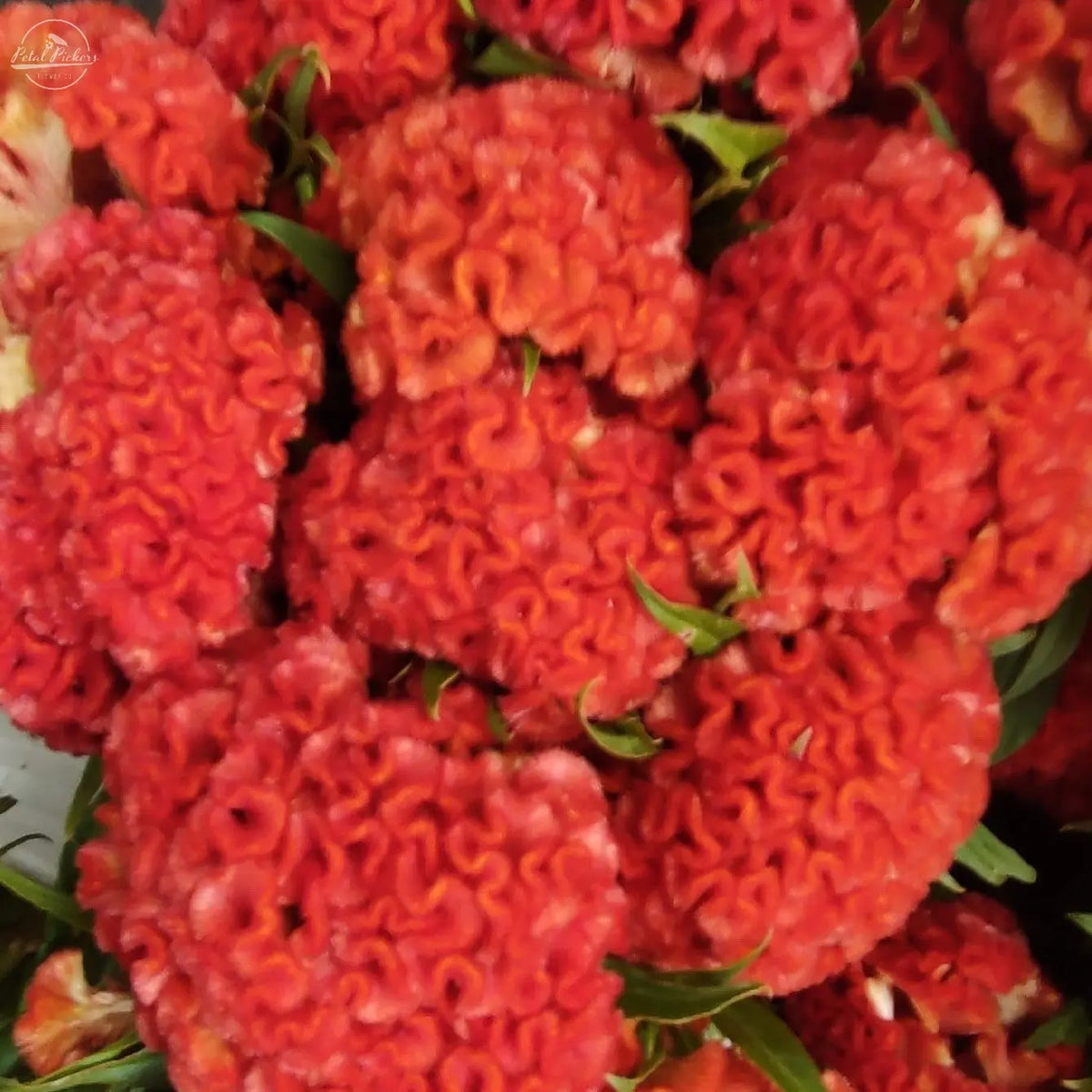 Celosia- Chief Rose - PetalPickers RETAIL