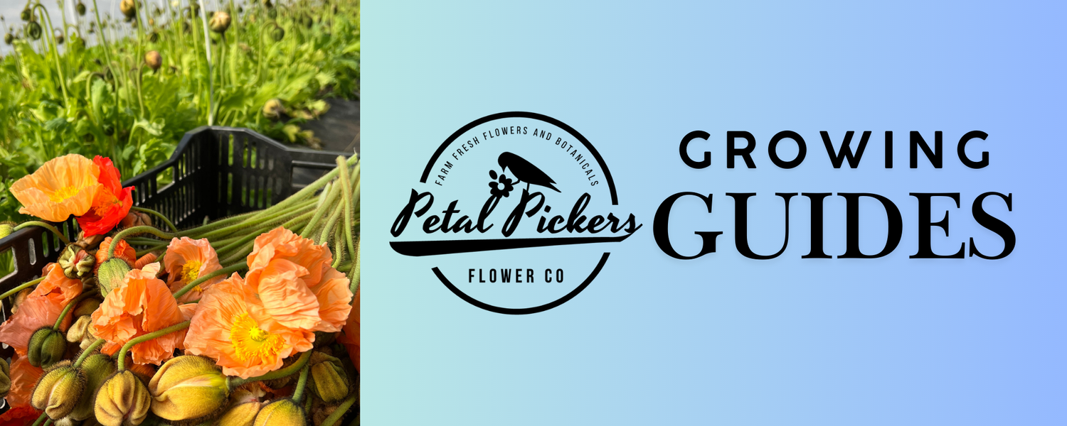 Growing Guides – PetalPickers RETAIL