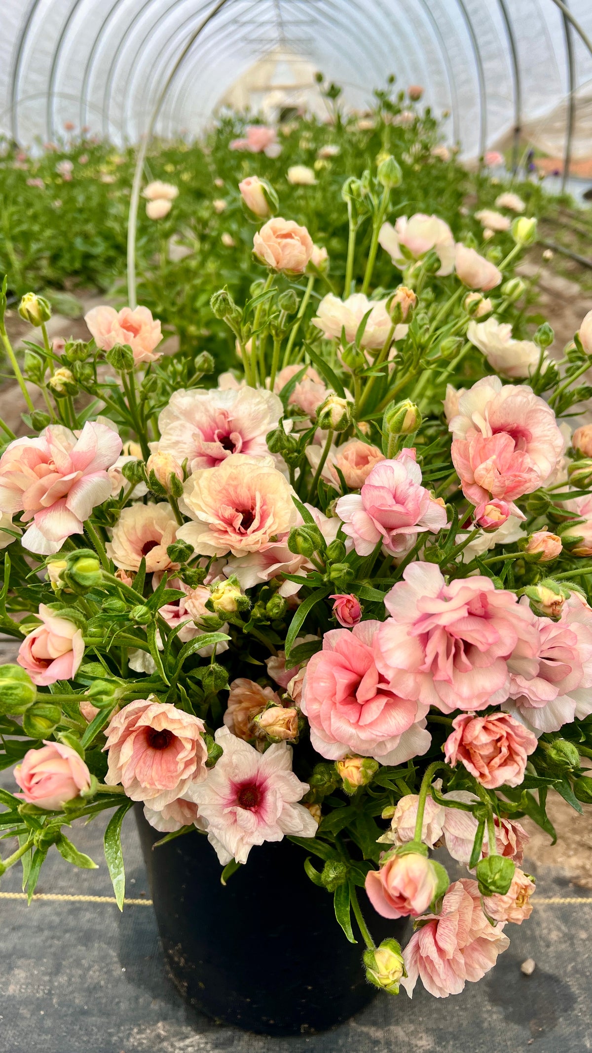 Butterfly Ranunculus Growing Guide – PetalPickers RETAIL