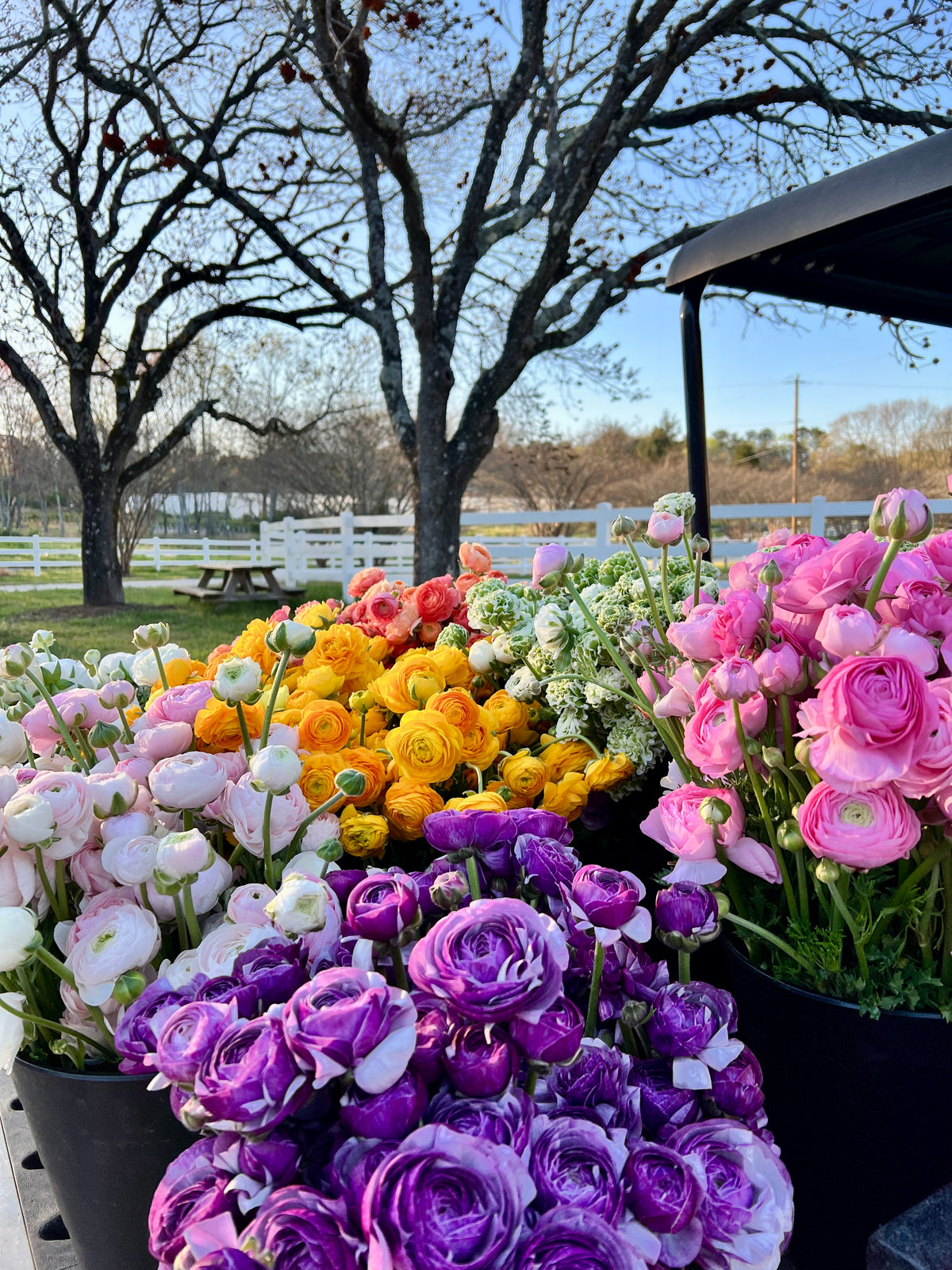 Ranunculus Growing Guide – PetalPickers RETAIL