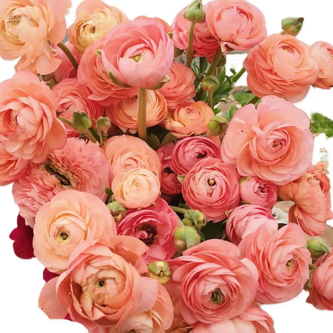 Ranunculus- Italian Salmone - PetalPickers RETAIL