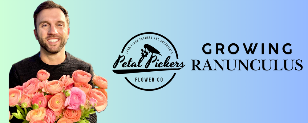 Ranunculus Growing Guide – PetalPickers RETAIL