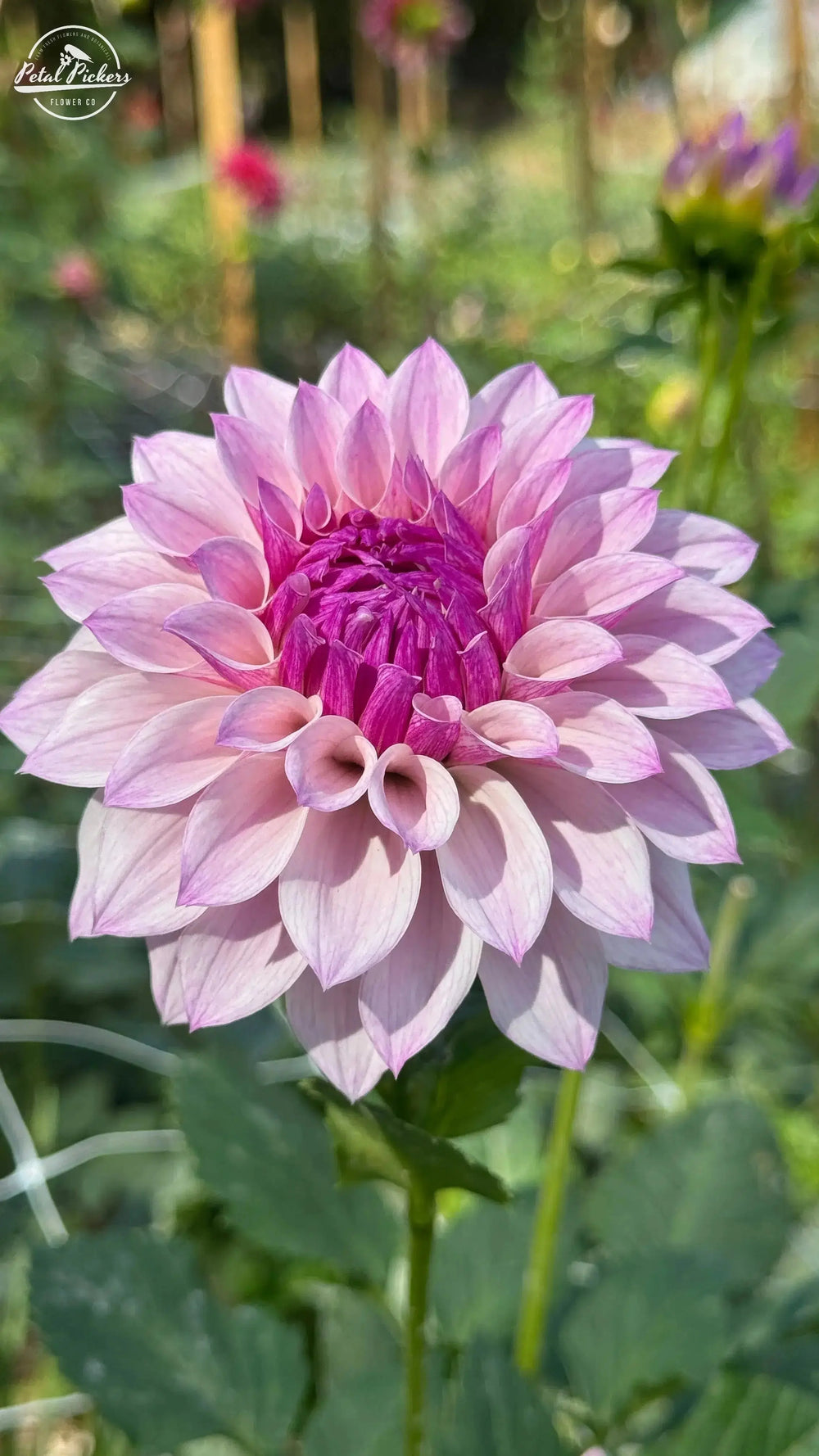 Rooted Cutting Dahlia (2-pk) - PetalPickers RETAIL