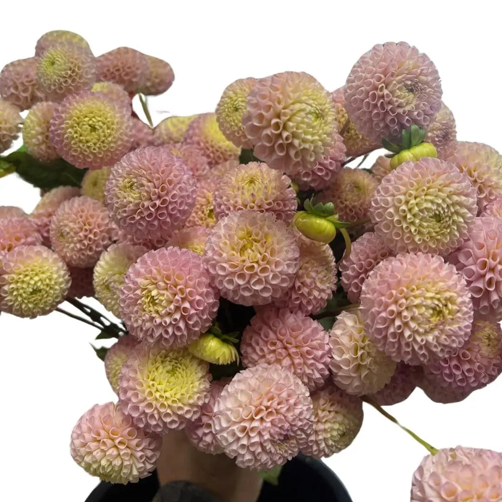 Rooted Cuttings - PetalPickers RETAIL