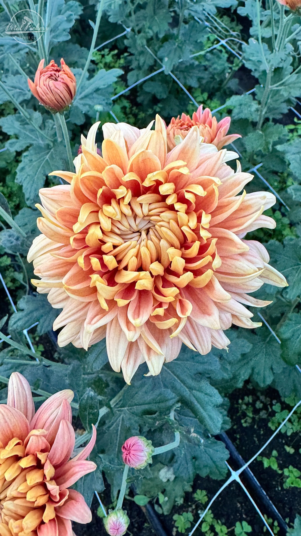 Rooted Cutting Heirloom Mum (2-pk) - PetalPickers RETAIL