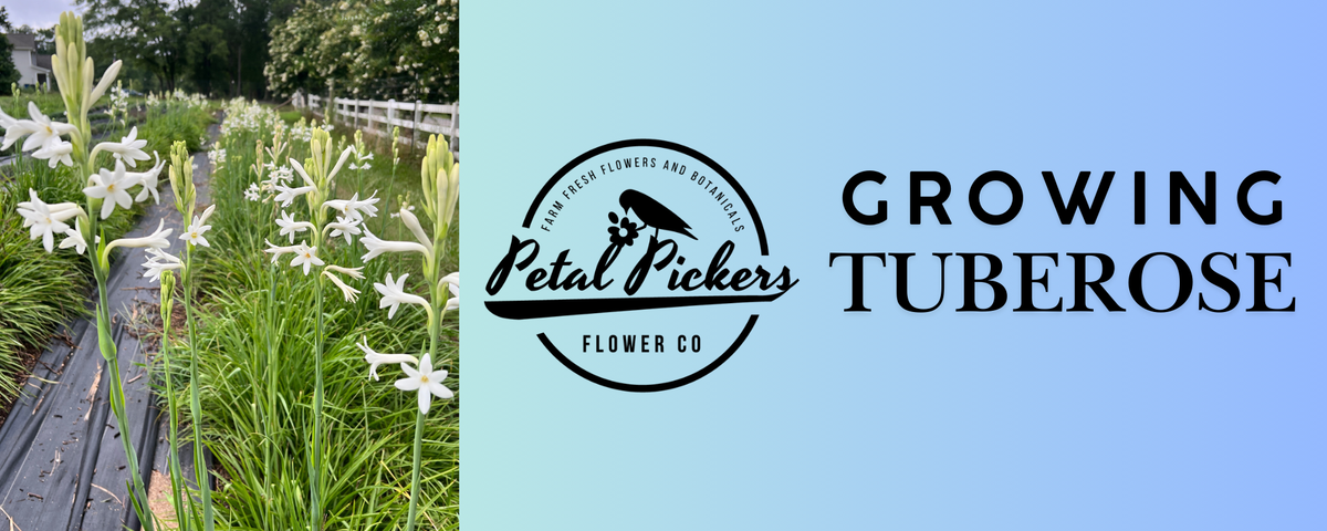 Tuberose Growing Guide – PetalPickers RETAIL