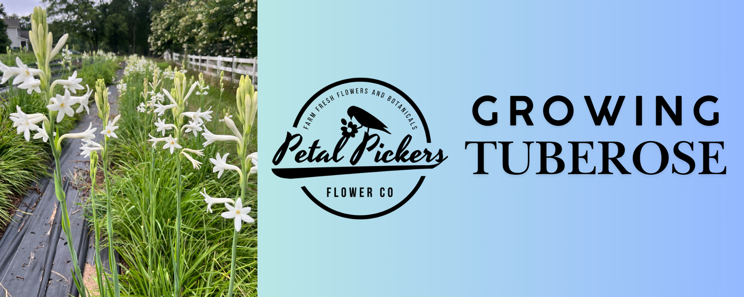 Tuberose Growing Guide – PetalPickers RETAIL