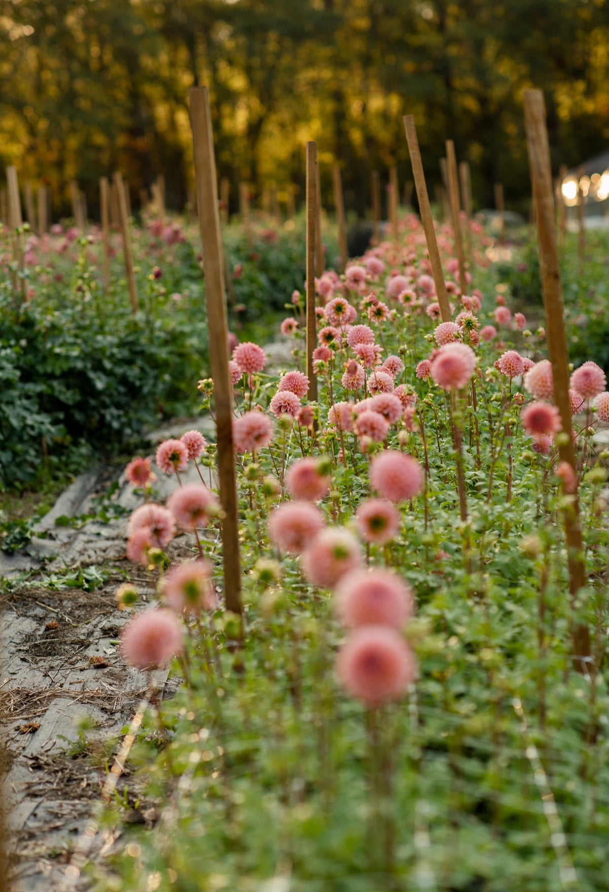 Dahlia Growing Guide – PetalPickers RETAIL